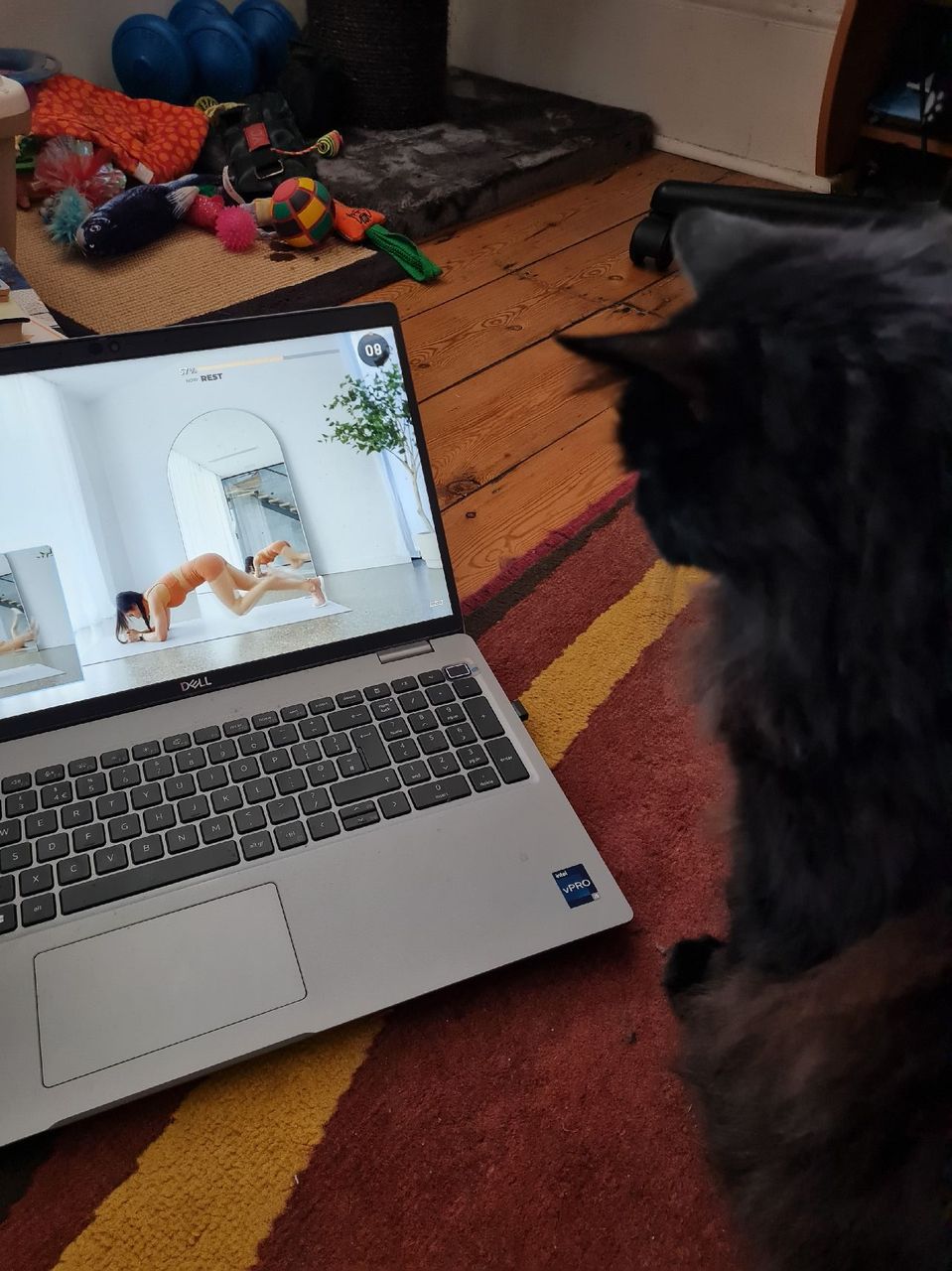 Chloe Ting Community - My cat came to watch today's Chloe Ting workout!