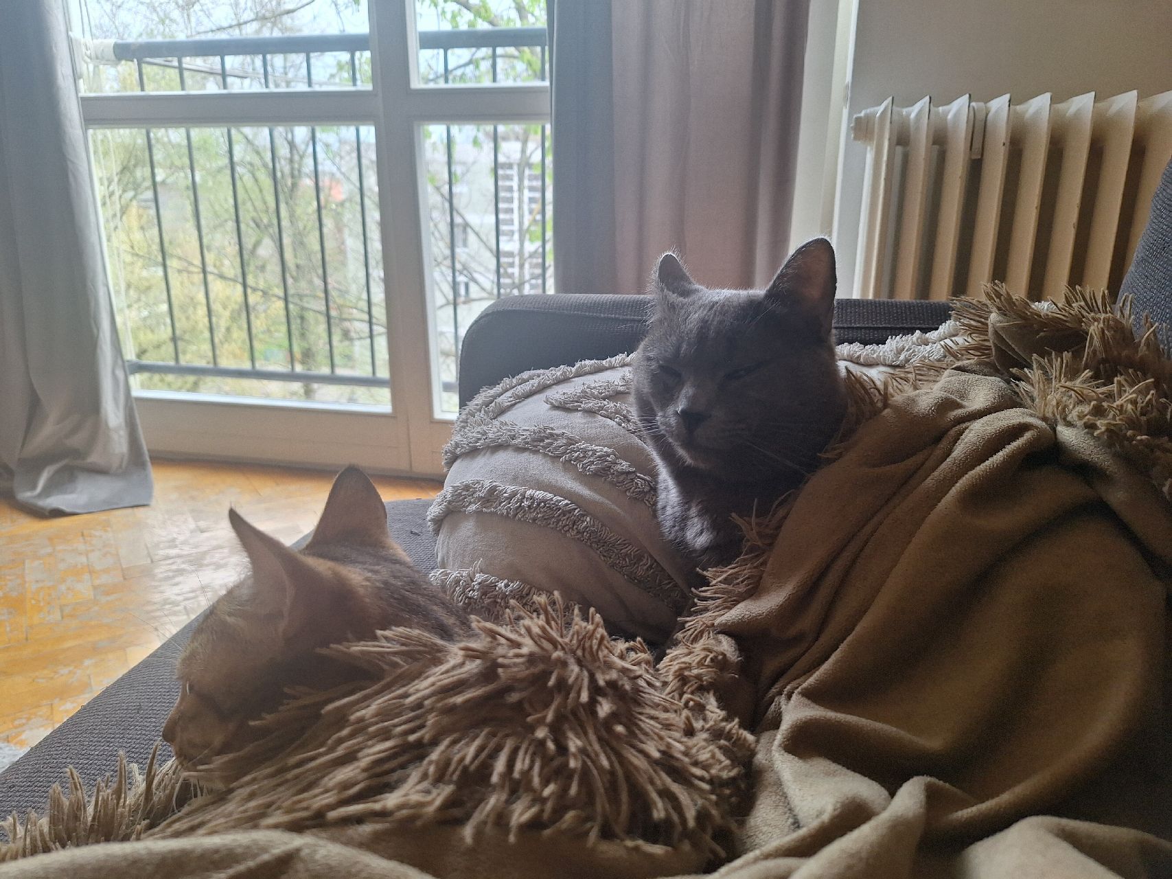 Chloe Ting Community - My cats in funny poses!😊